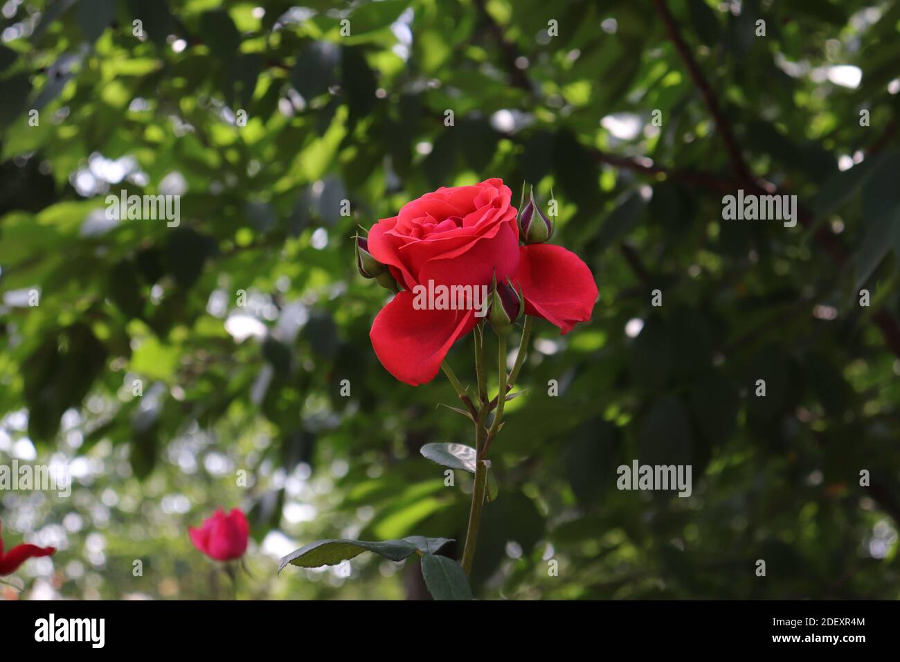 close up view of beautiful red rose in a garden in Chengdu, China Stock ...