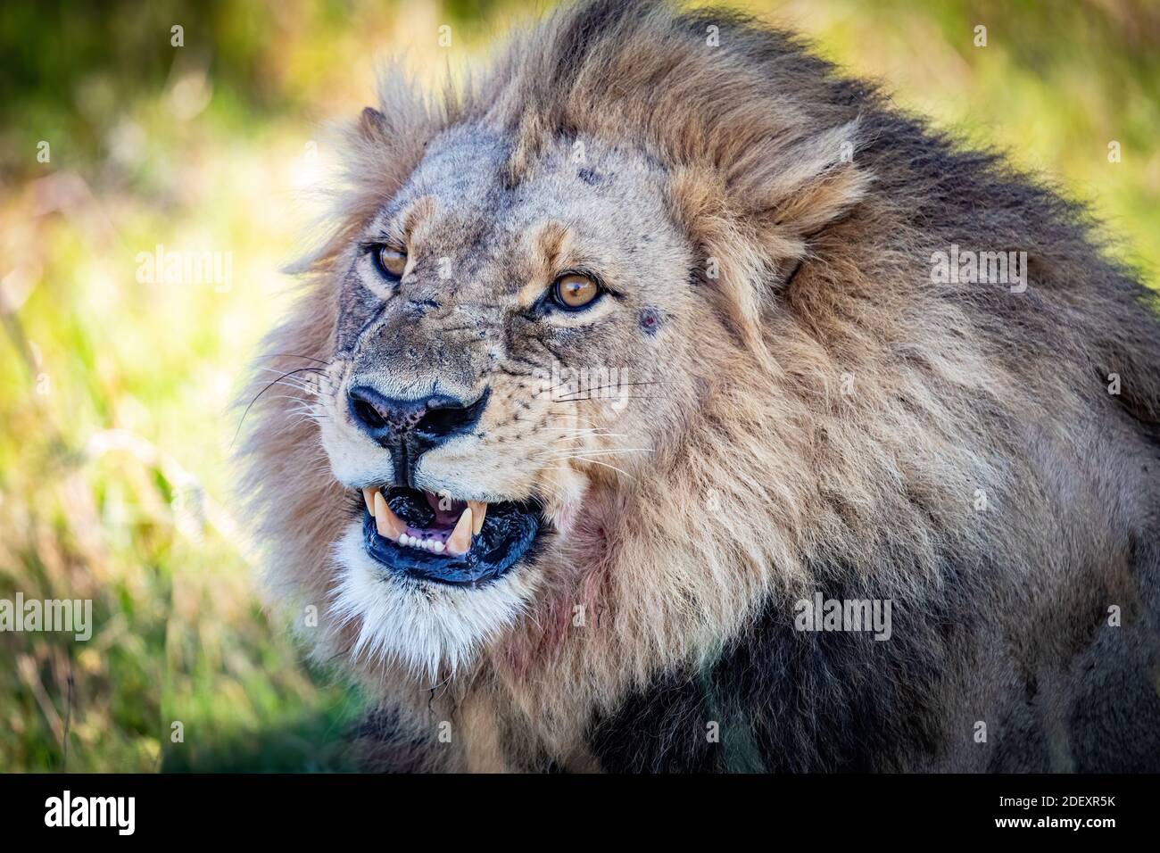 Male African lion Stock Photo - Alamy