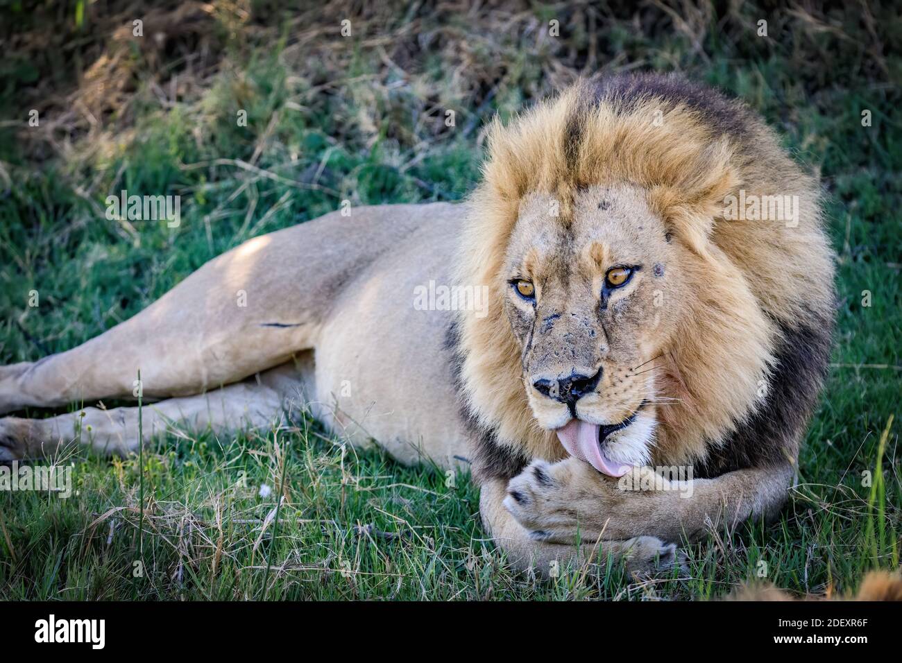 Lion grooming wildlife africa hi-res stock photography and images - Alamy