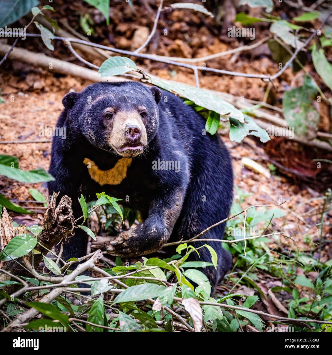 Borneo bear hi-res stock photography and images - Alamy
