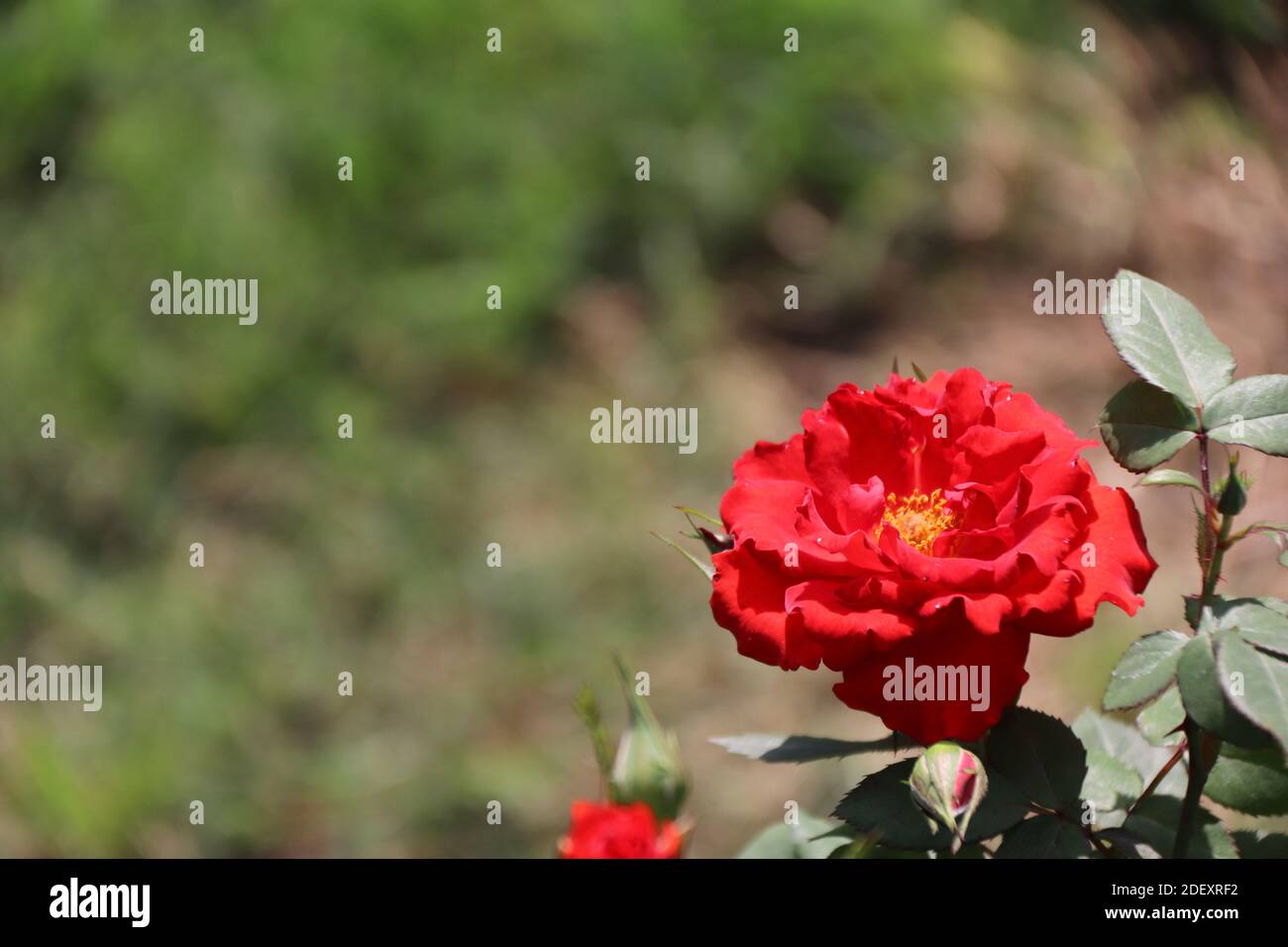 close up view of beautiful red rose in a garden in Chengdu, China Stock ...