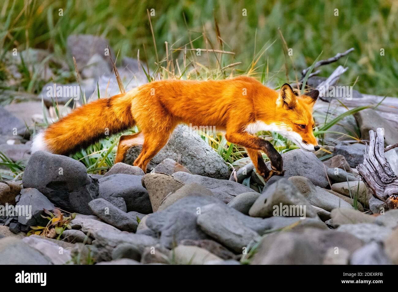 Red fox in Russian Far East Stock Photo - Alamy
