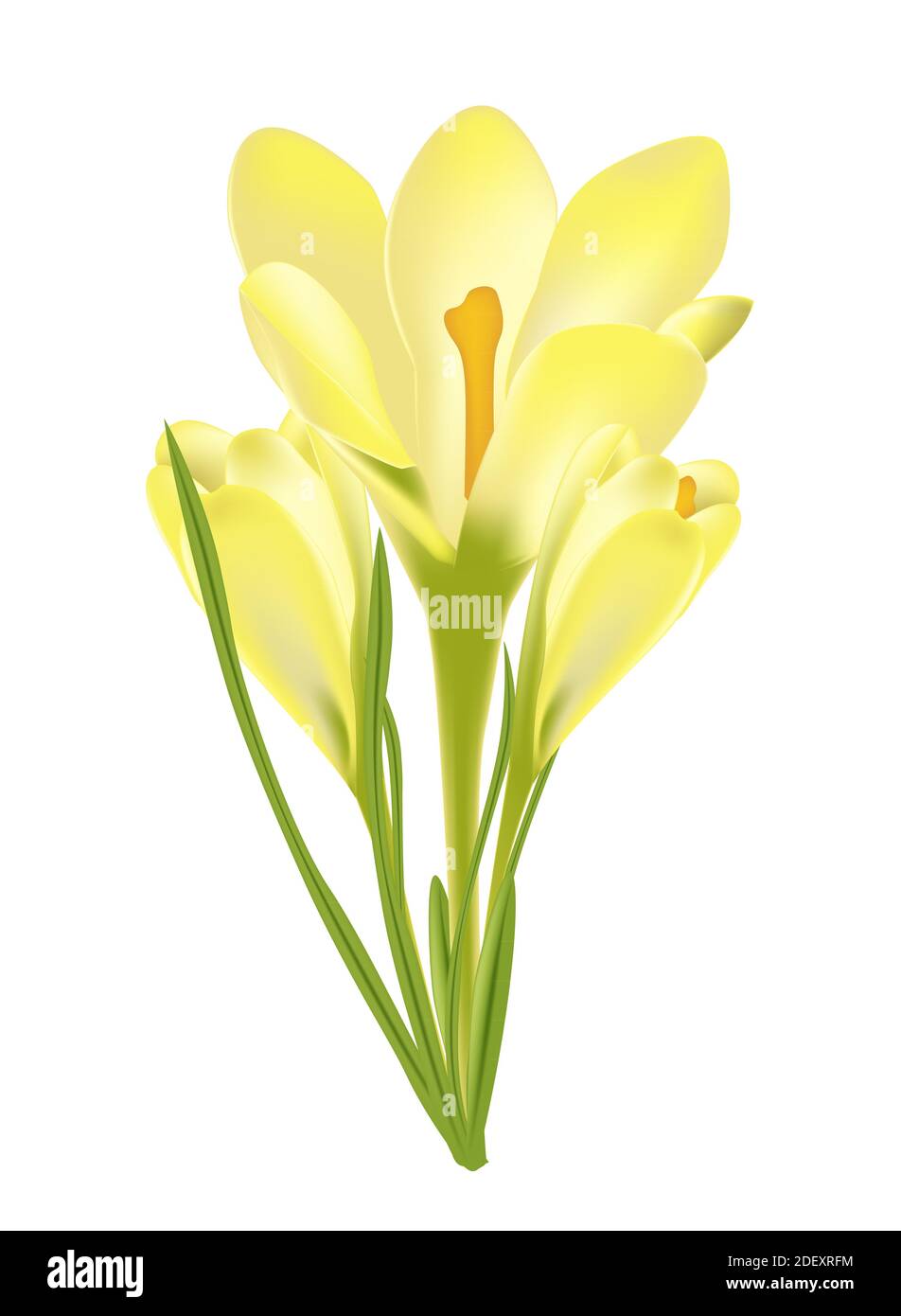 illustration of crocus flower Stock Photo - Alamy