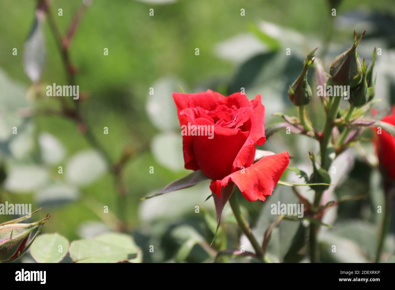 close up view of beautiful red rose in a garden in Chengdu, China Stock ...