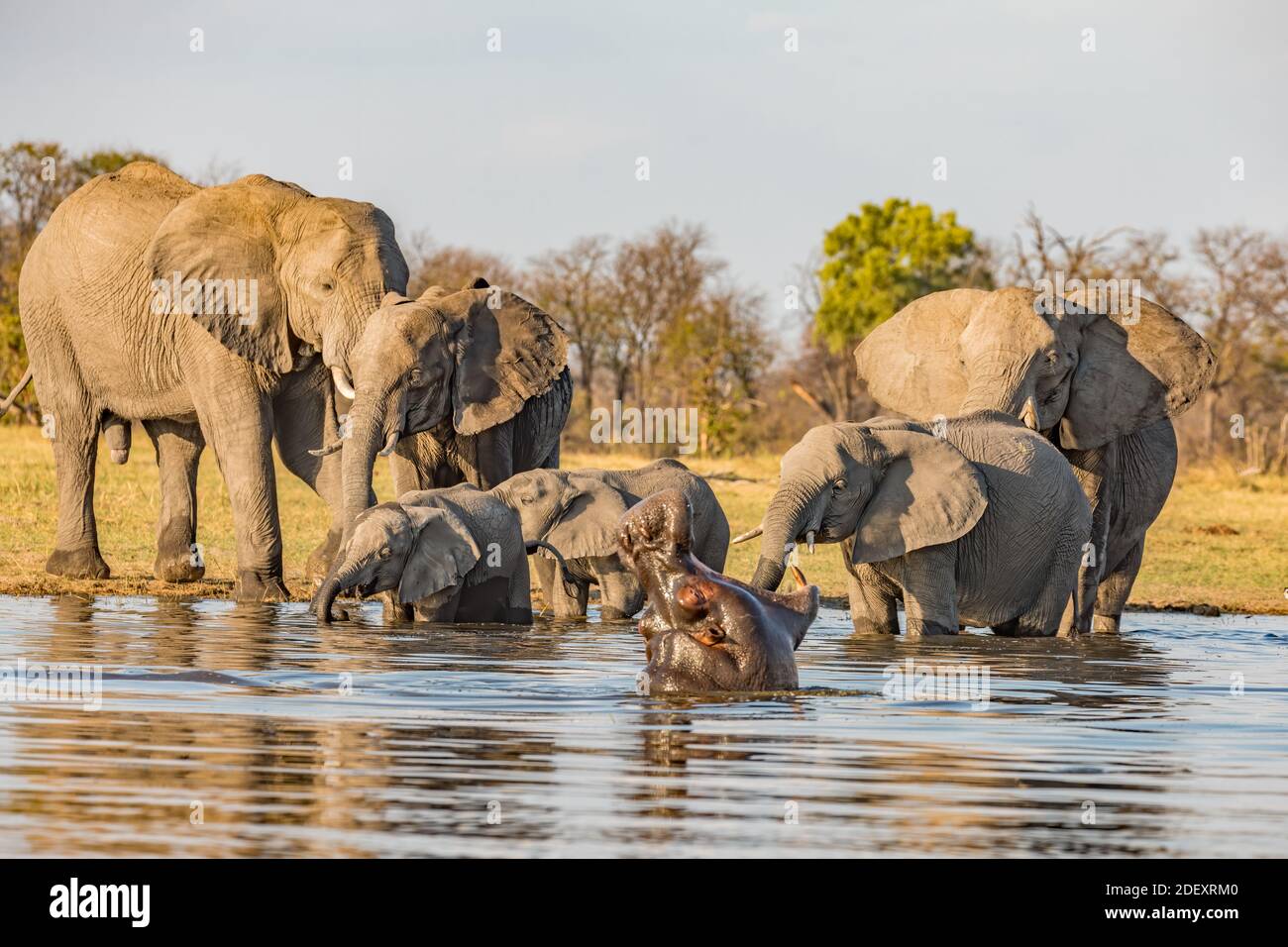 Hippo and elephants sharing a water hole Stock Photo - Alamy