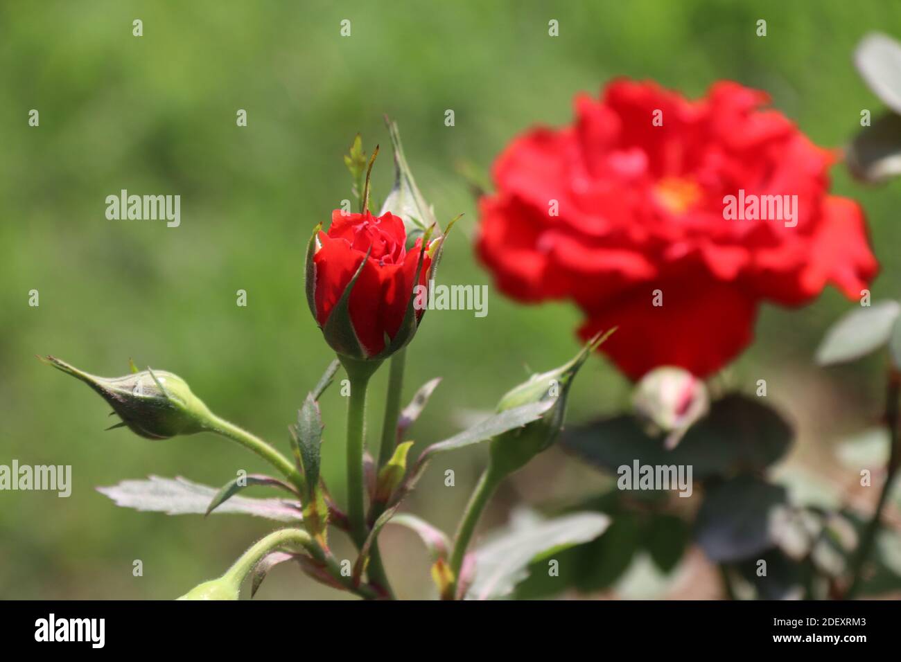 close up view of beautiful red rose in a garden in Chengdu, China Stock ...