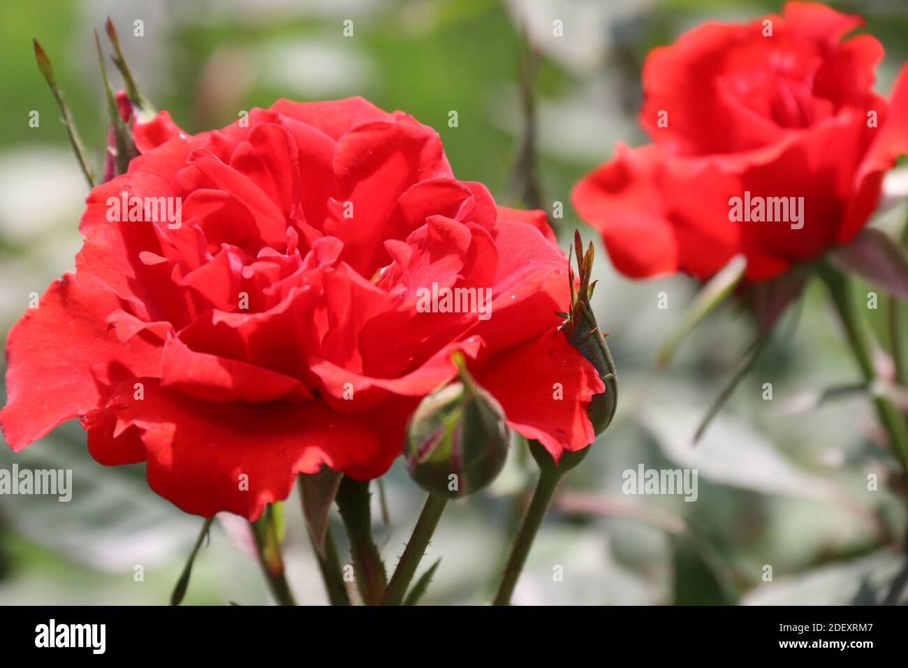 close up view of beautiful red rose in a garden in Chengdu, China Stock ...