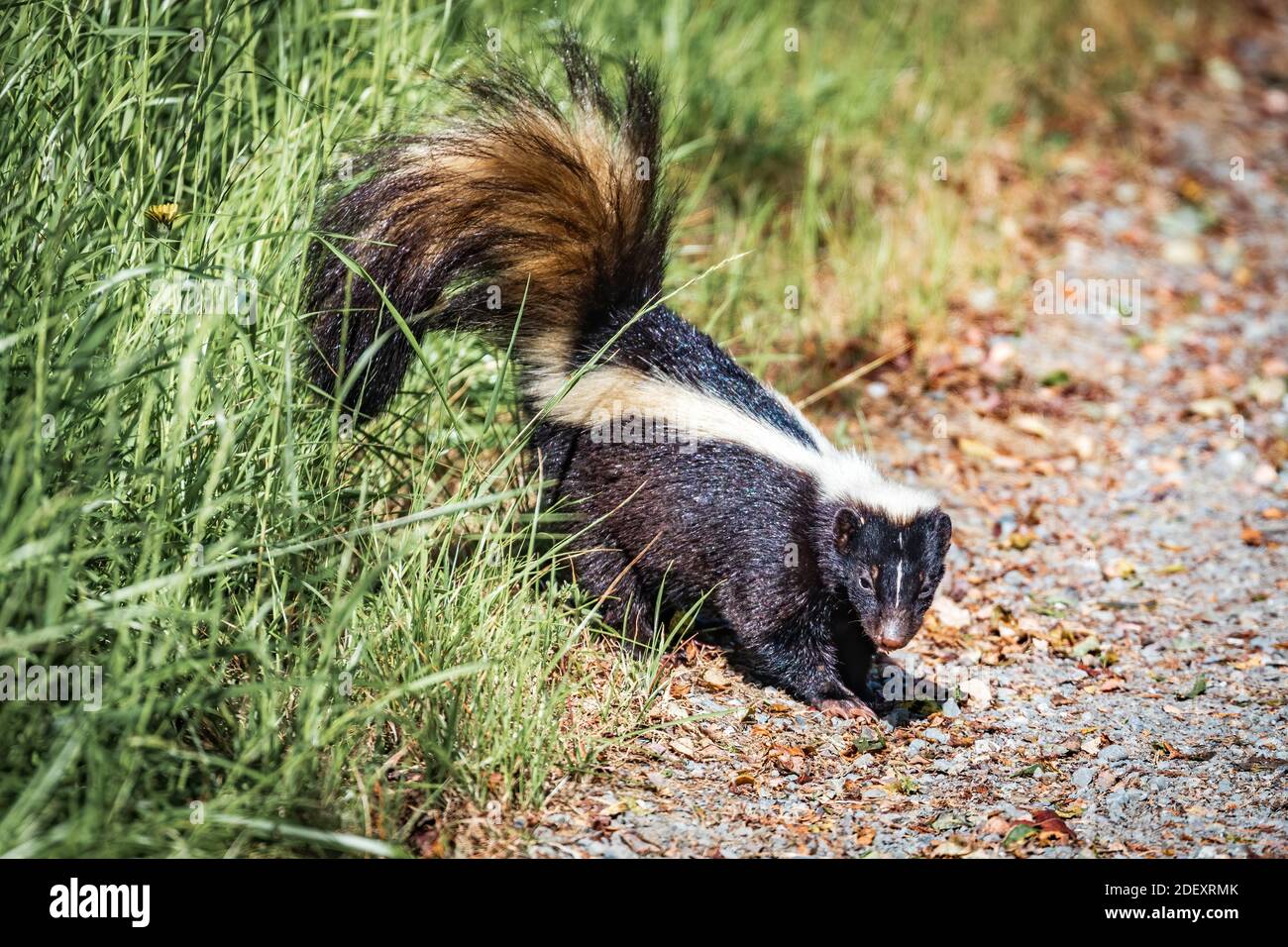 Striped skunk hi-res stock photography and images - Alamy