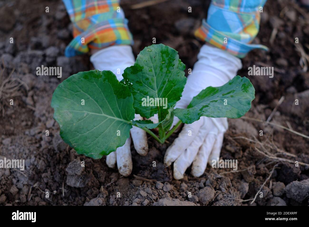 Gardener hands planting cabbage vegetable gardening Stock Photo - Alamy