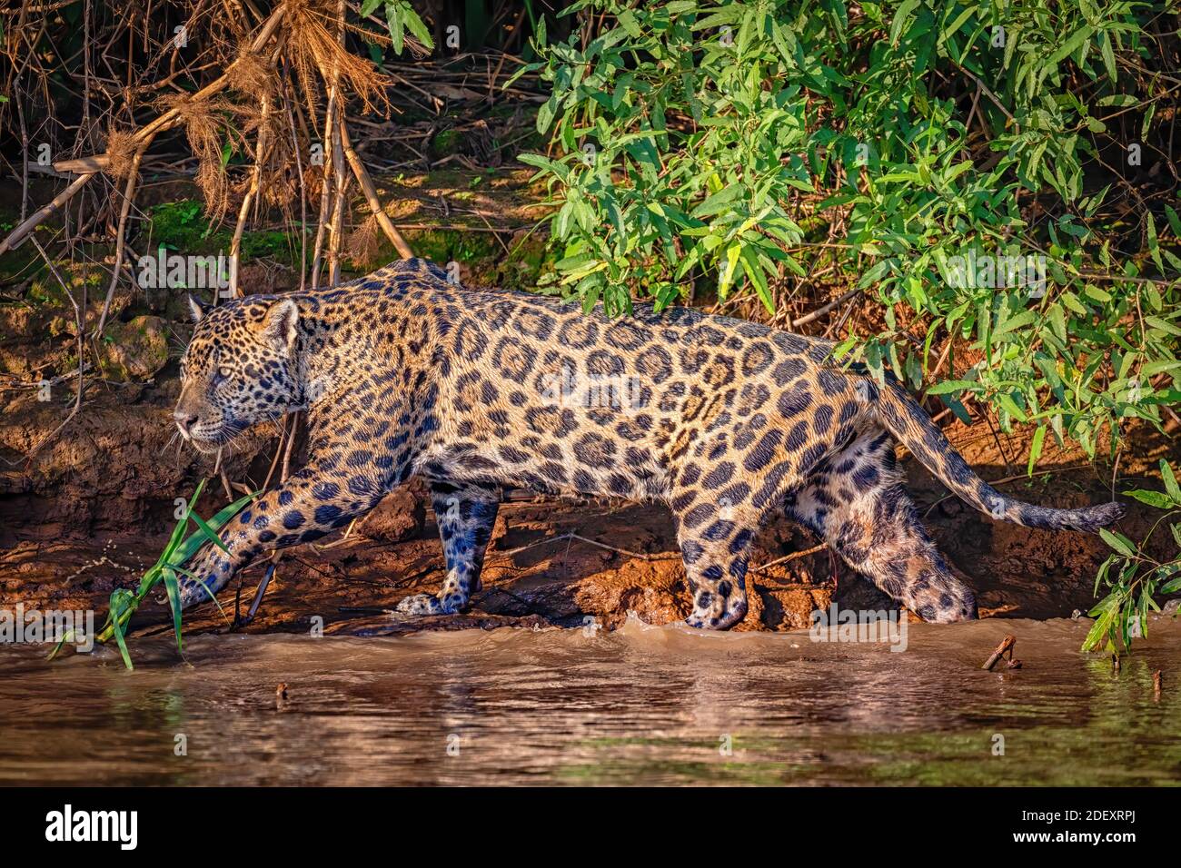 Jaguar behavior hi-res stock photography and images - Alamy