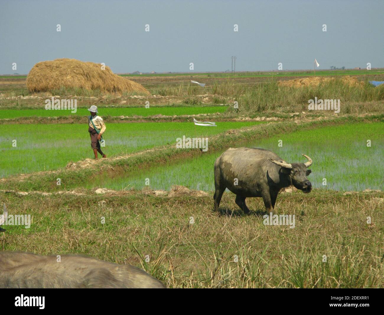 The buffalo on the rice field, Myanmar Stock Photo - Alamy