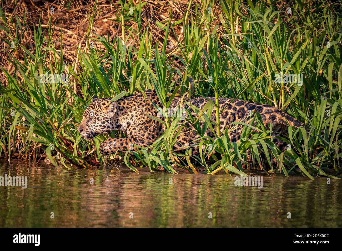 Jaguar stalking prey on river bank Stock Photo - Alamy