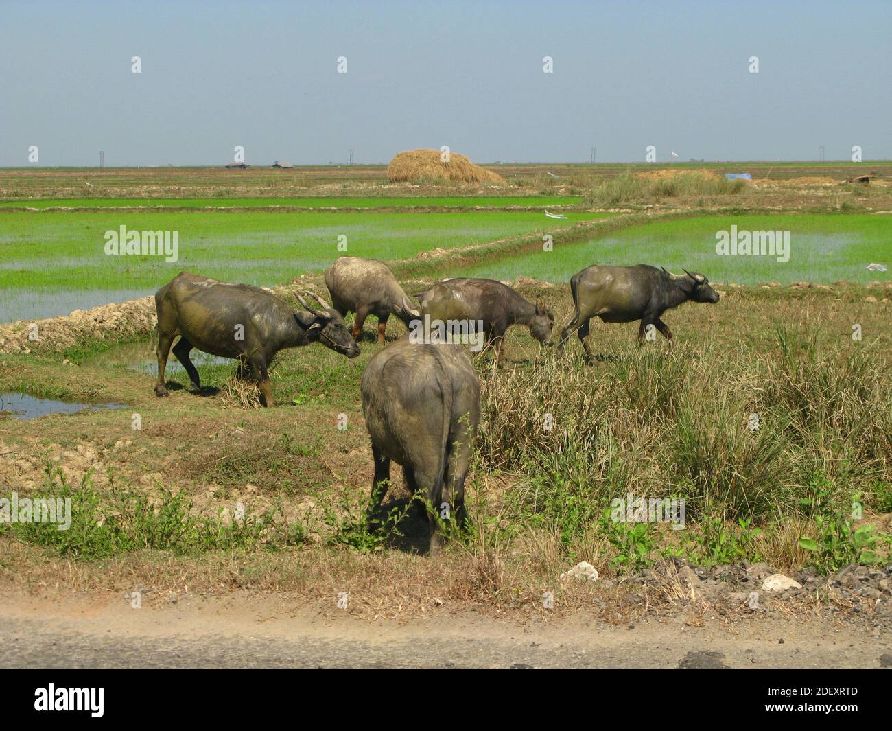 The buffalo on the rice field, Myanmar Stock Photo - Alamy