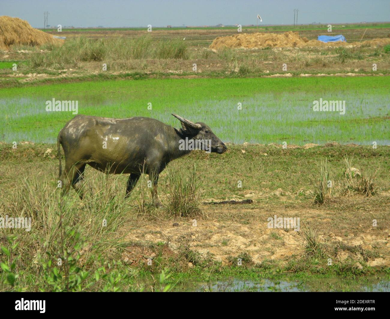 Myanmar Water Buffalo High Resolution Stock Photography and Images - Alamy