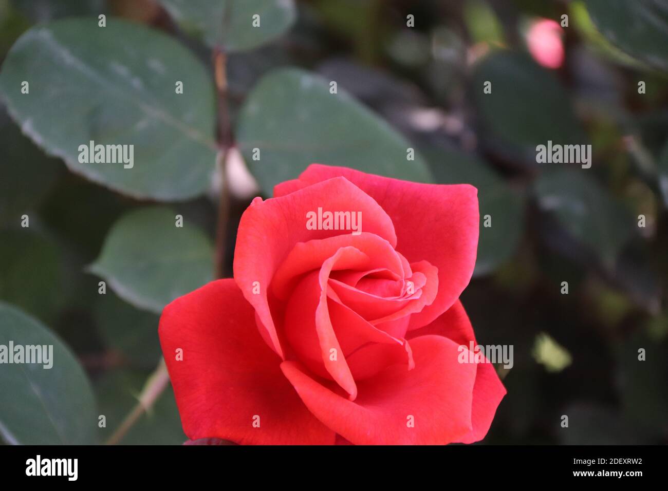 close up view of beautiful red rose in a garden in Chengdu, China Stock ...