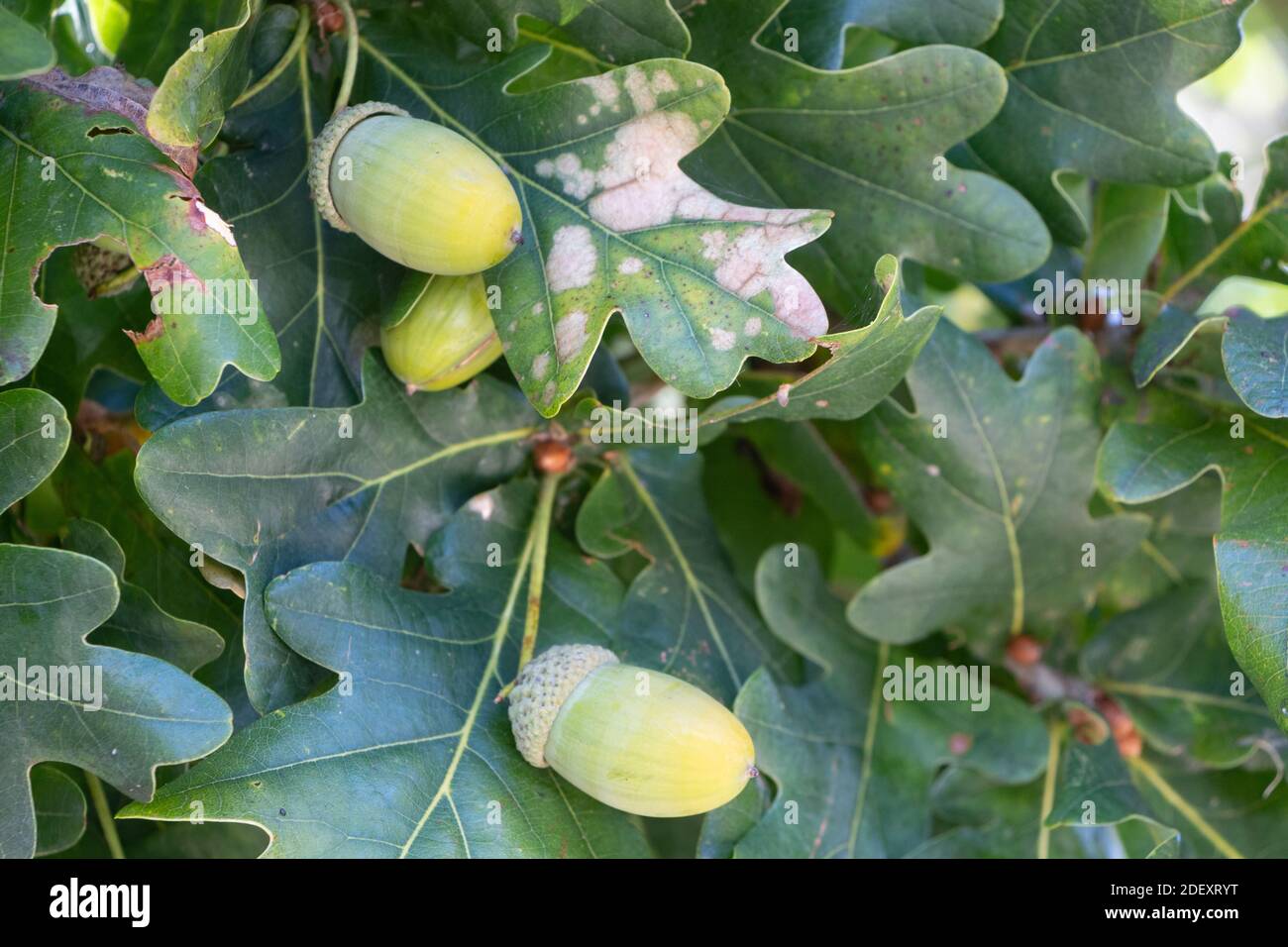 Acorns on an oak tree in a forest Stock Photo - Alamy