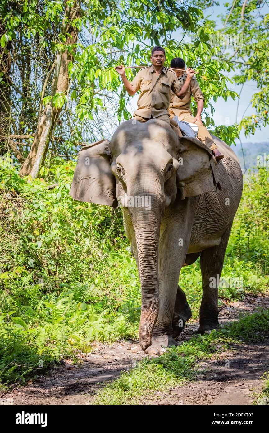 Rangers on patrol in India Stock Photo - Alamy