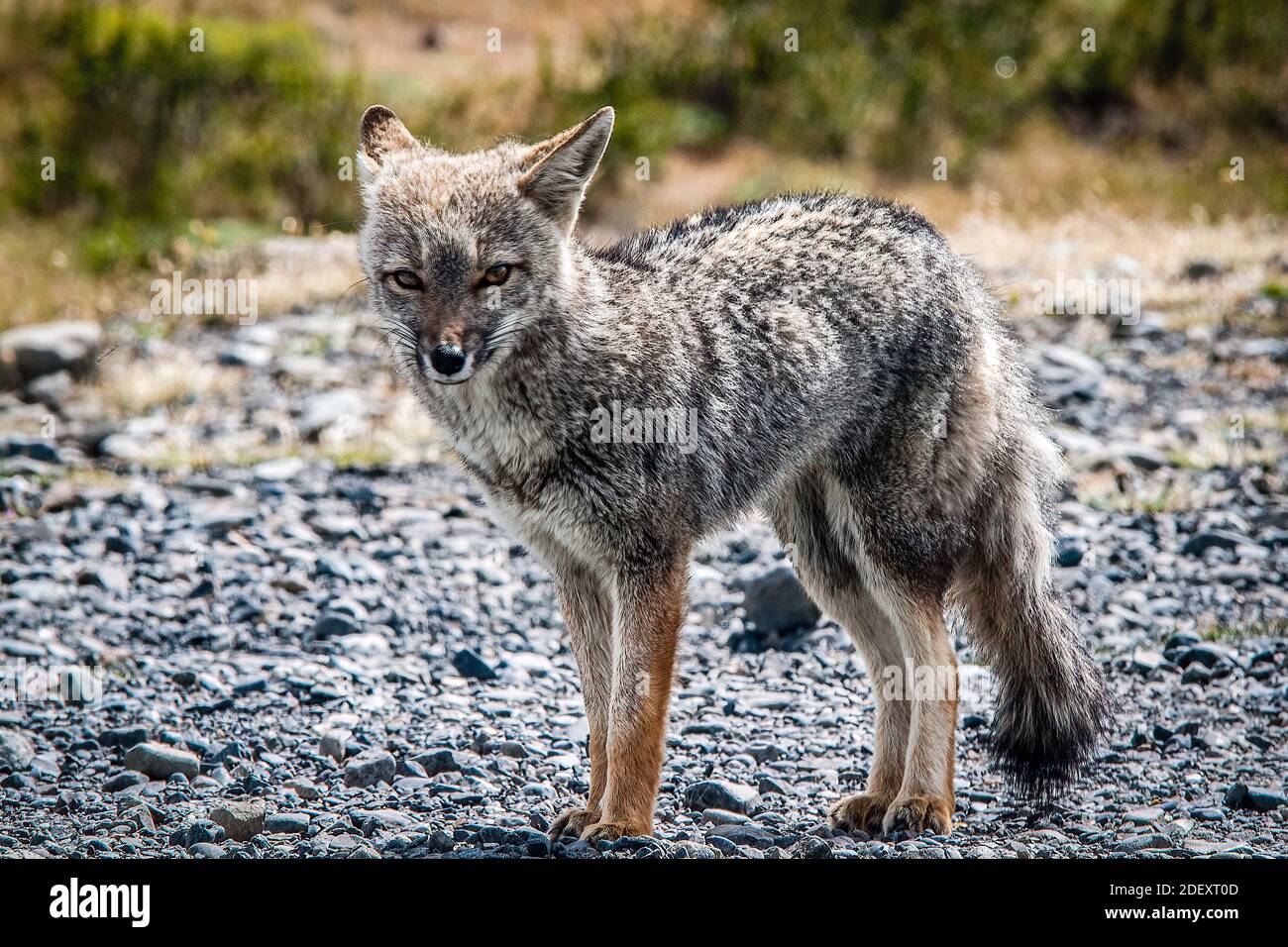 Fox in Chile Stock Photo - Alamy
