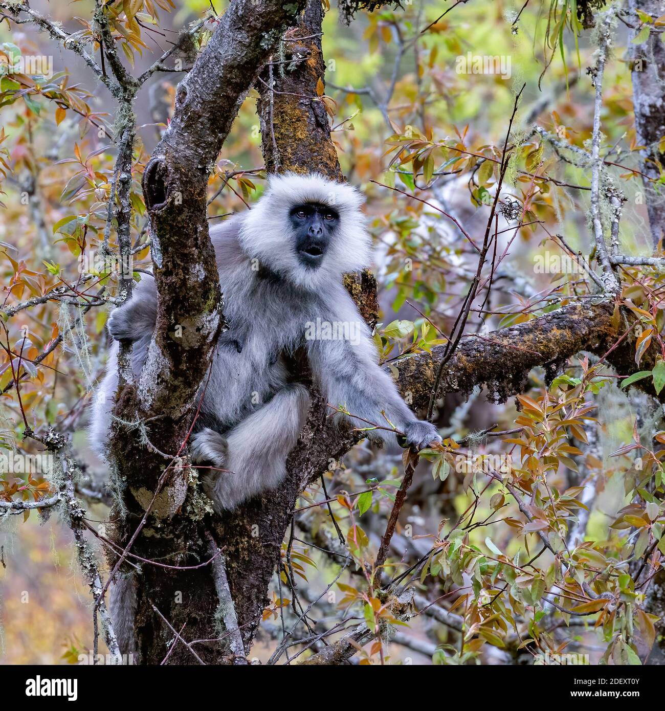 Grey langur hi-res stock photography and images - Alamy