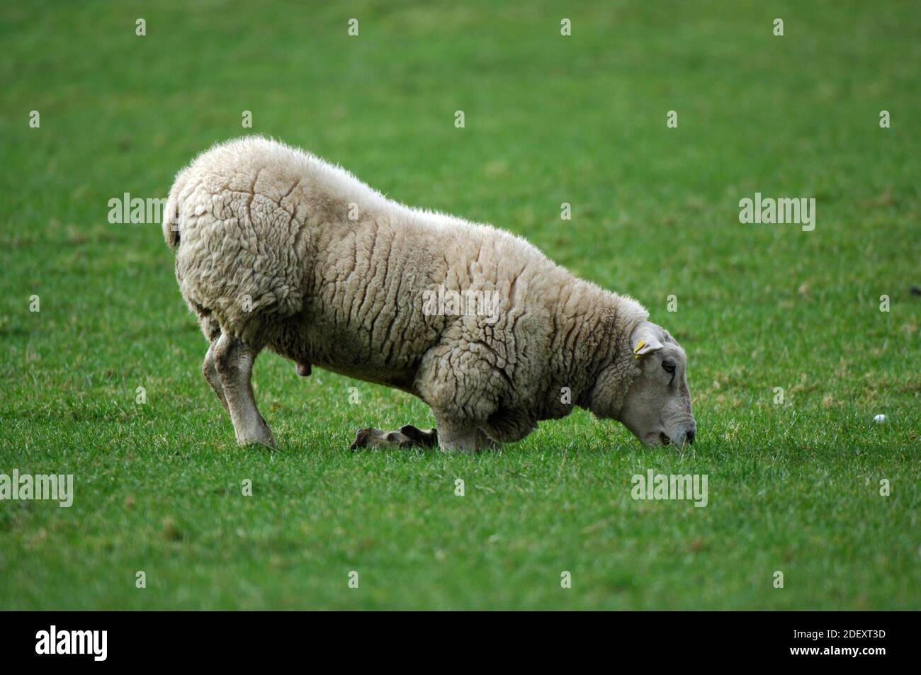 Sore feet hi-res stock photography and images - Alamy