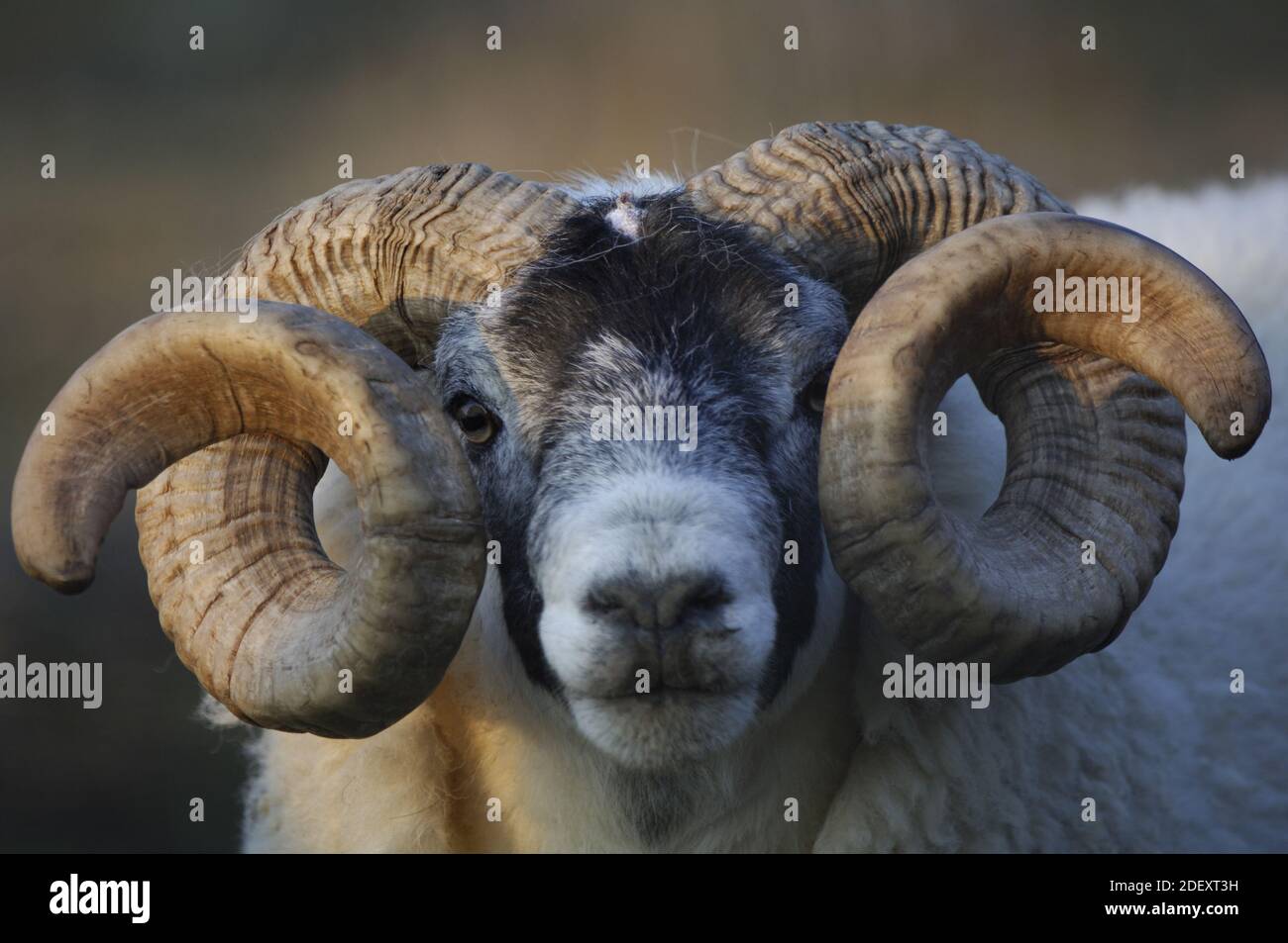 Blackface Ram portrait Stock Photo - Alamy