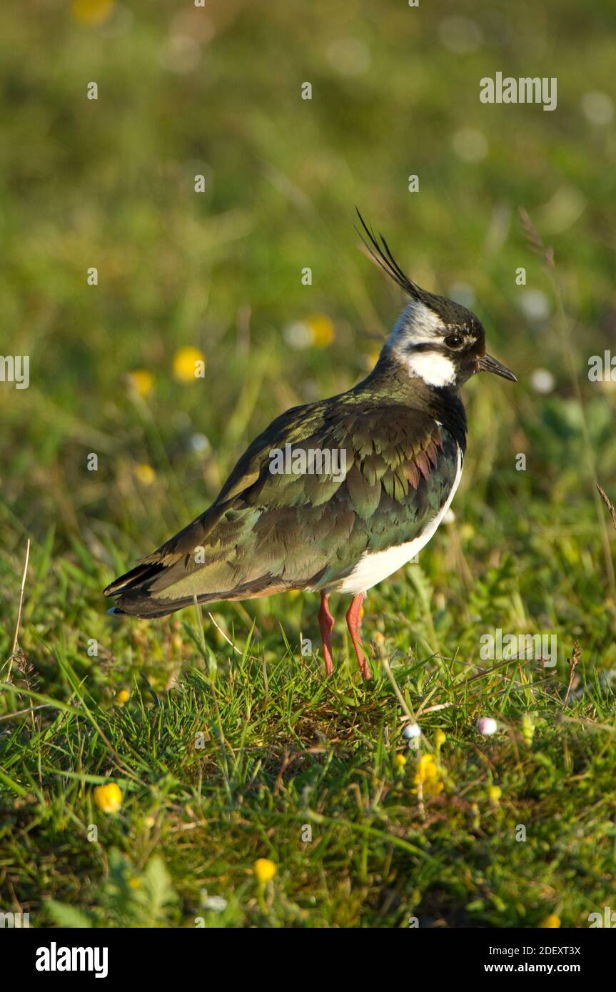 Sociable lapwing hi-res stock photography and images - Alamy