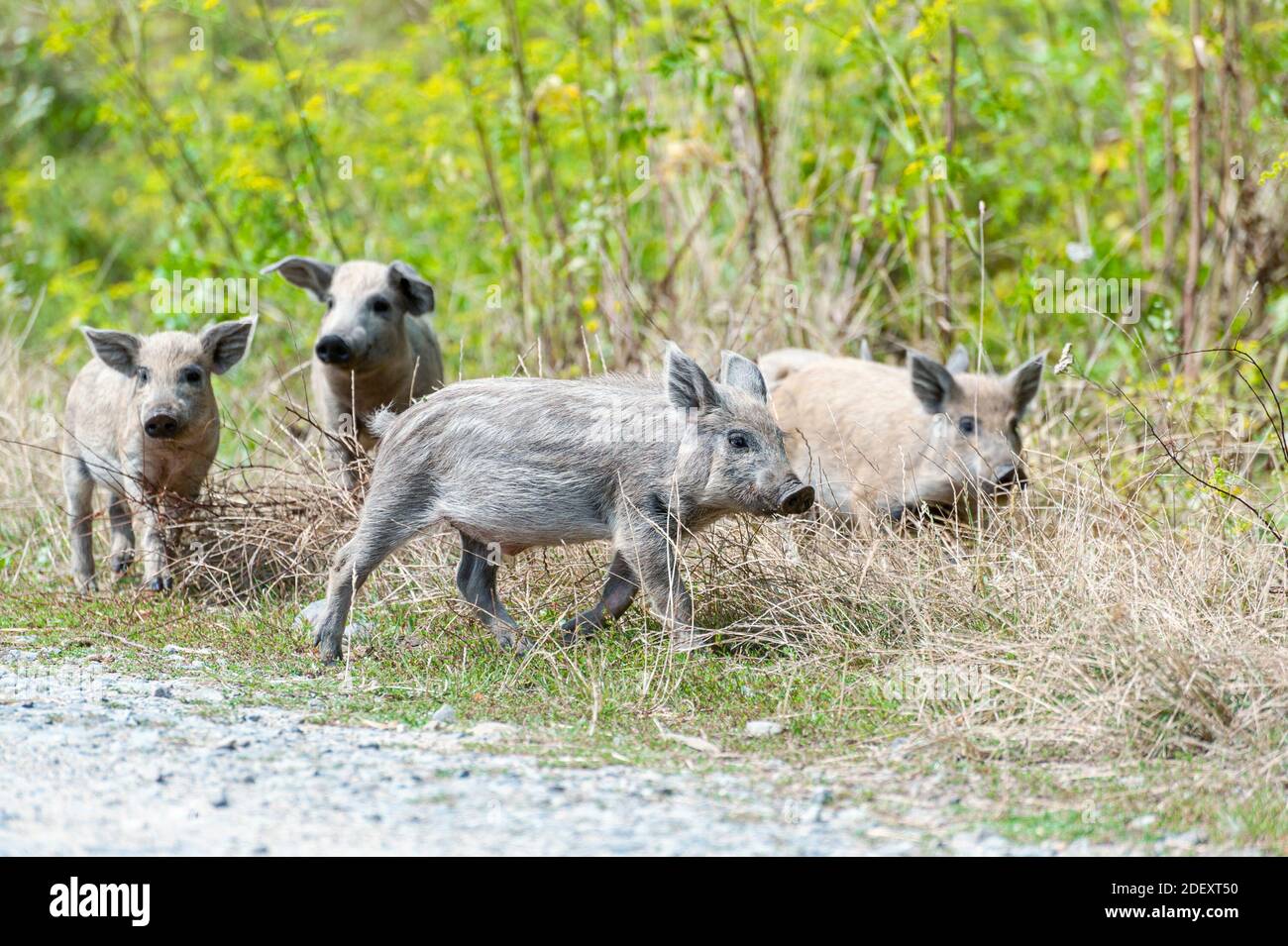 Little wild pig in the forest. Dirty. Wild pig in the summer forest ...