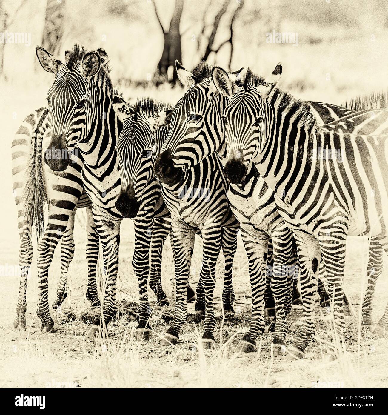 Five zebras hi-res stock photography and images - Alamy