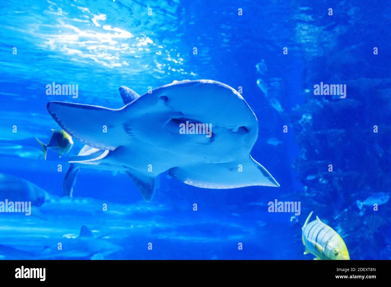 Rays Fish High Resolution Stock Photography and Images - Alamy