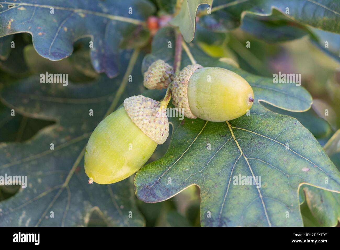 Oak tree forest acorn hi-res stock photography and images - Alamy