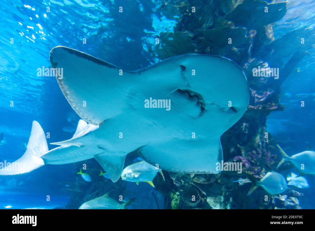 Rays Fish High Resolution Stock Photography and Images - Alamy