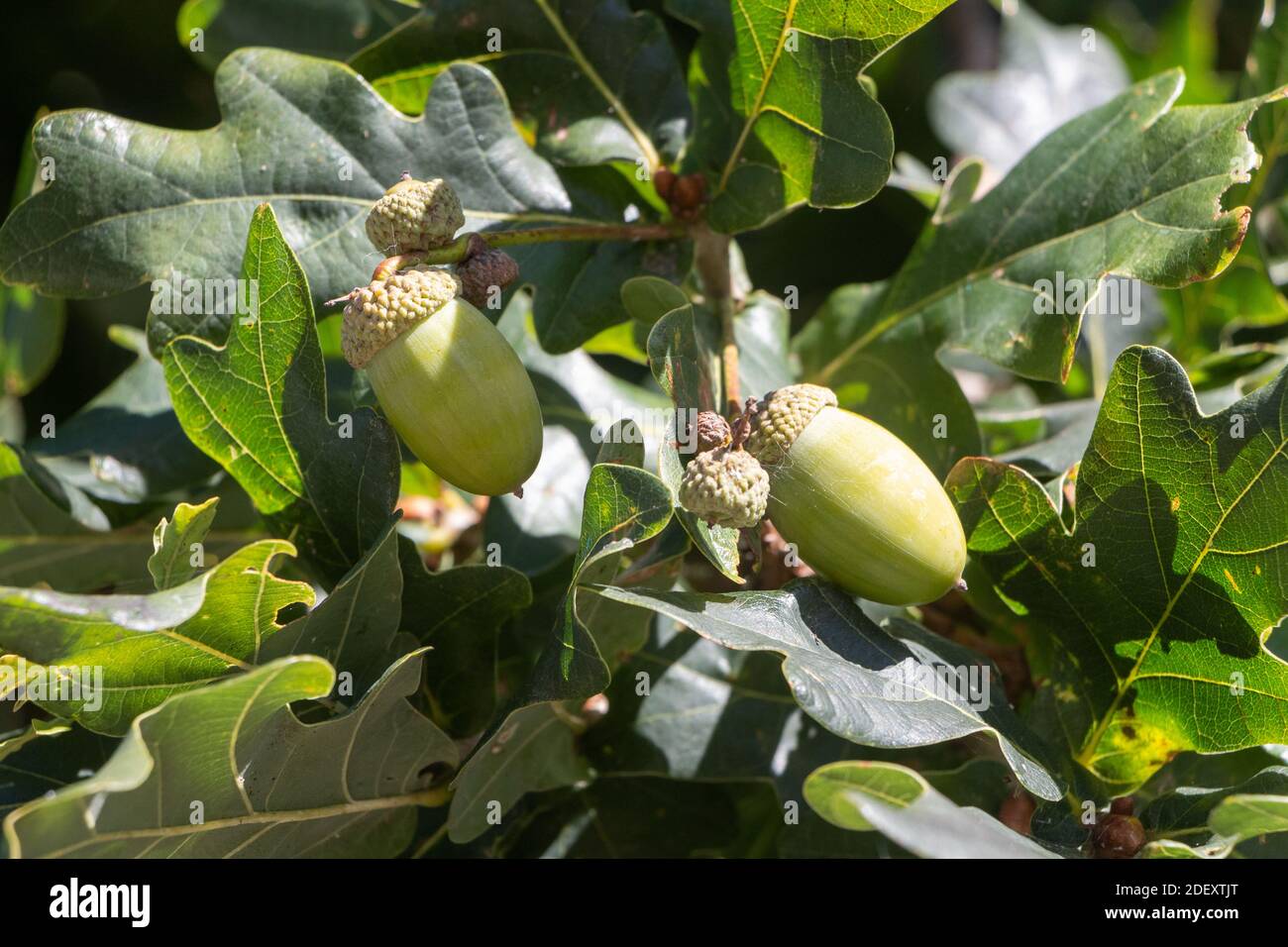 Acorn on an oak tree during summer Stock Photo - Alamy