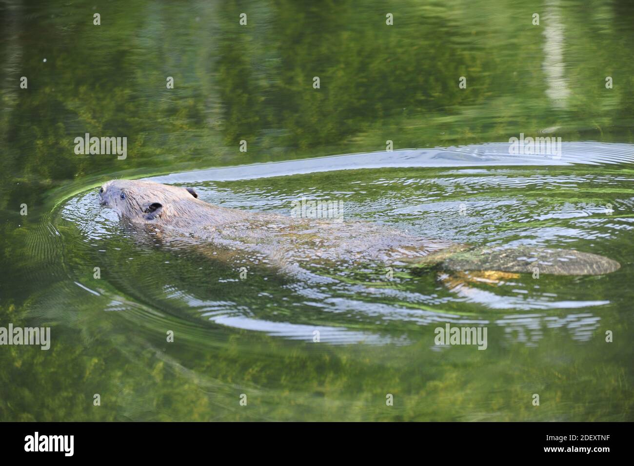 Castor fiber teeth hi-res stock photography and images - Alamy