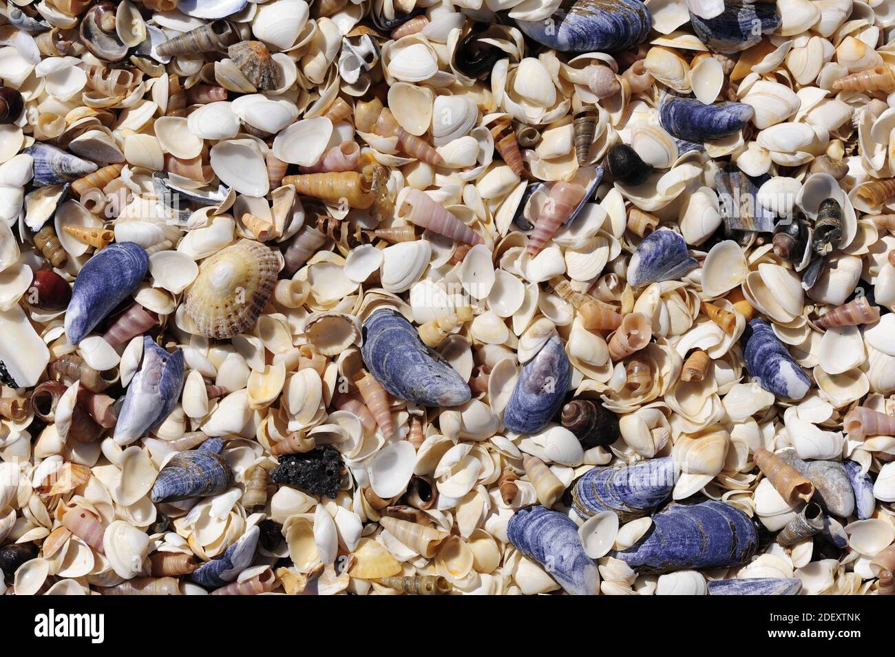 Seashells on a beach Stock Photo - Alamy