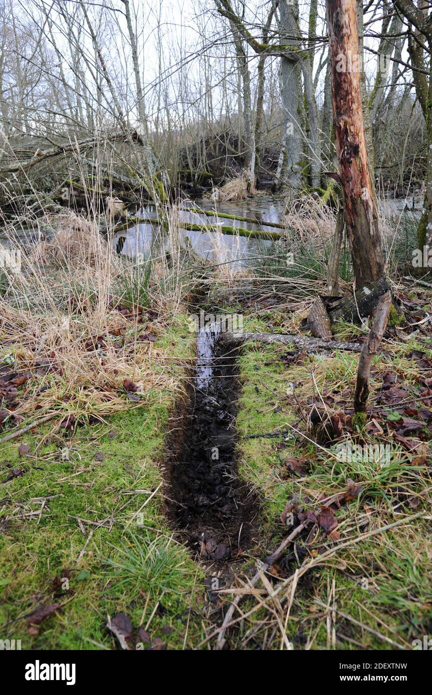 Canal built by European Beaver to allow floating of branches Stock ...