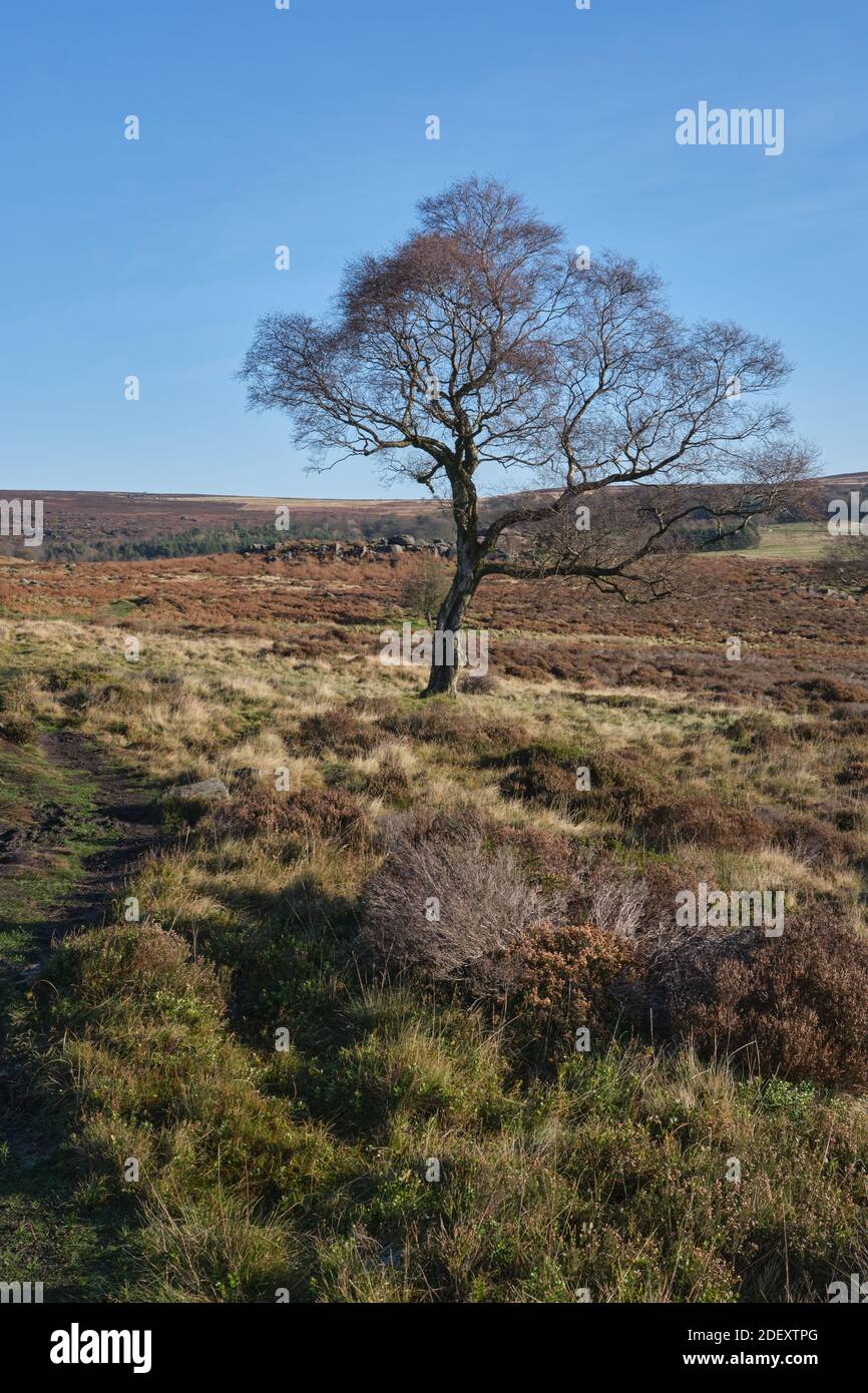 solitary tree in bleak landscape Stock Photo - Alamy