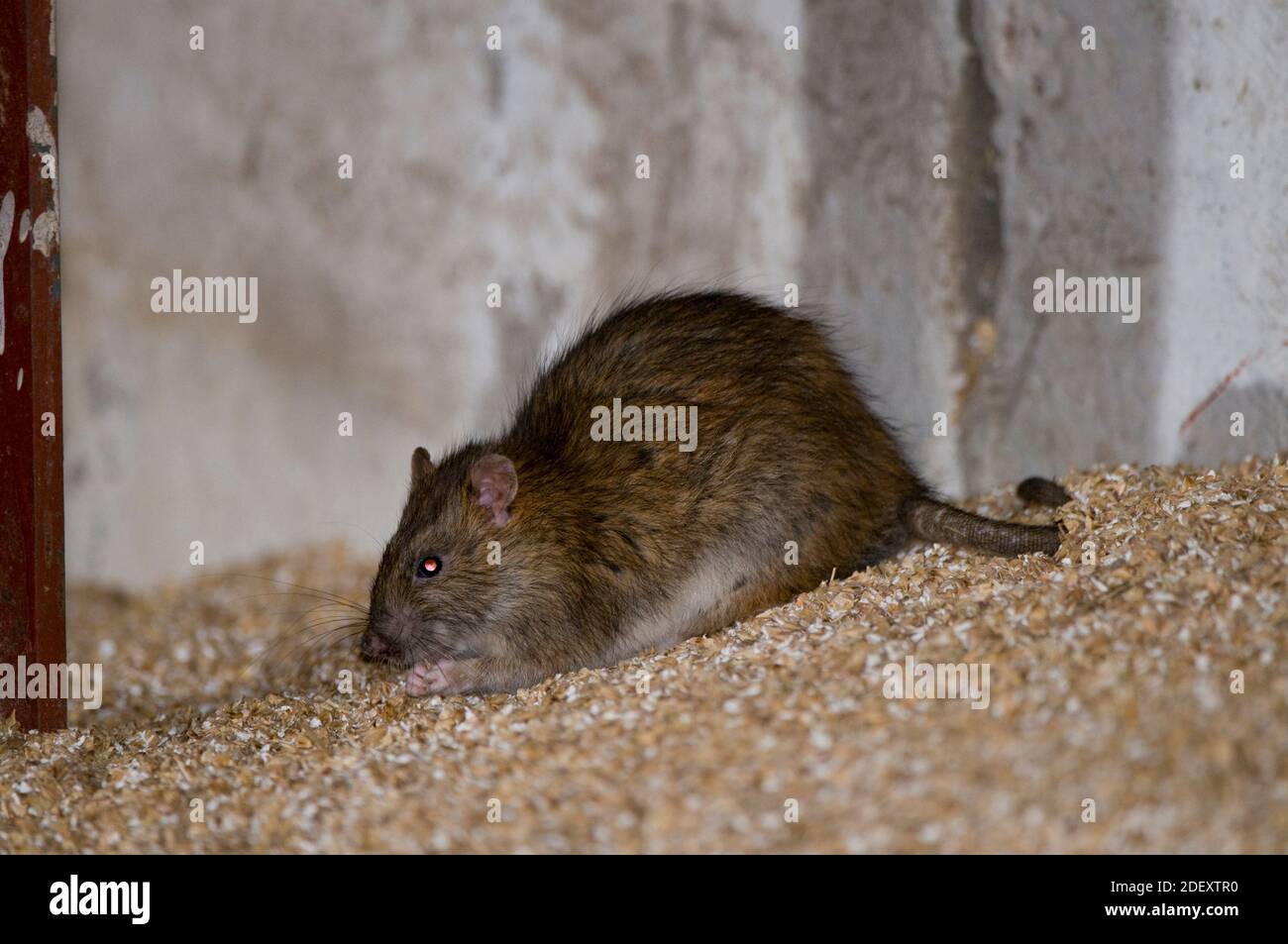 Brown Rat (Rattus norvegicus) feeding on farm grain pile Stock Photo ...