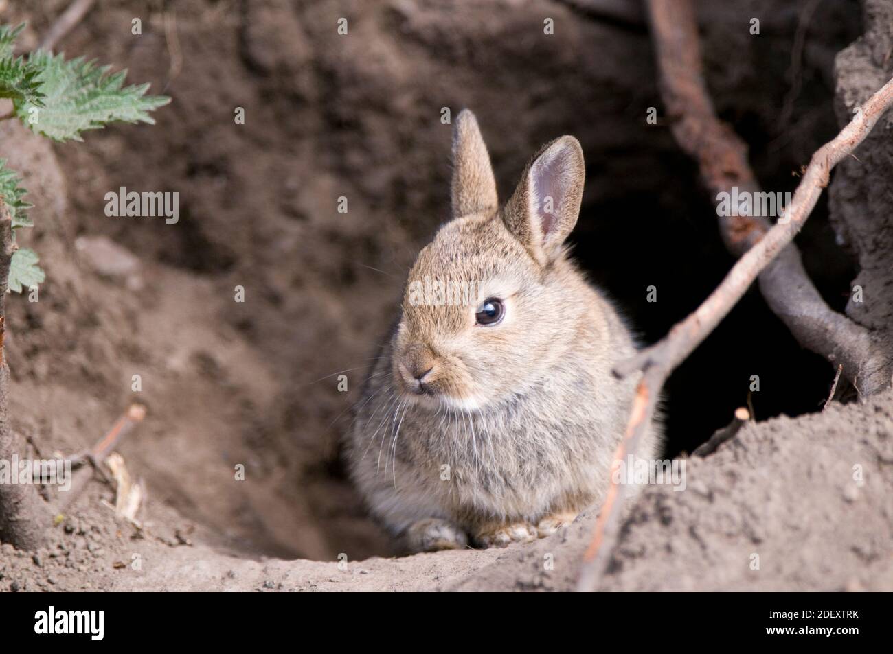 Baby Rabbit (Oryctolagus cuniculus) at warren mouth, Scotland Stock ...