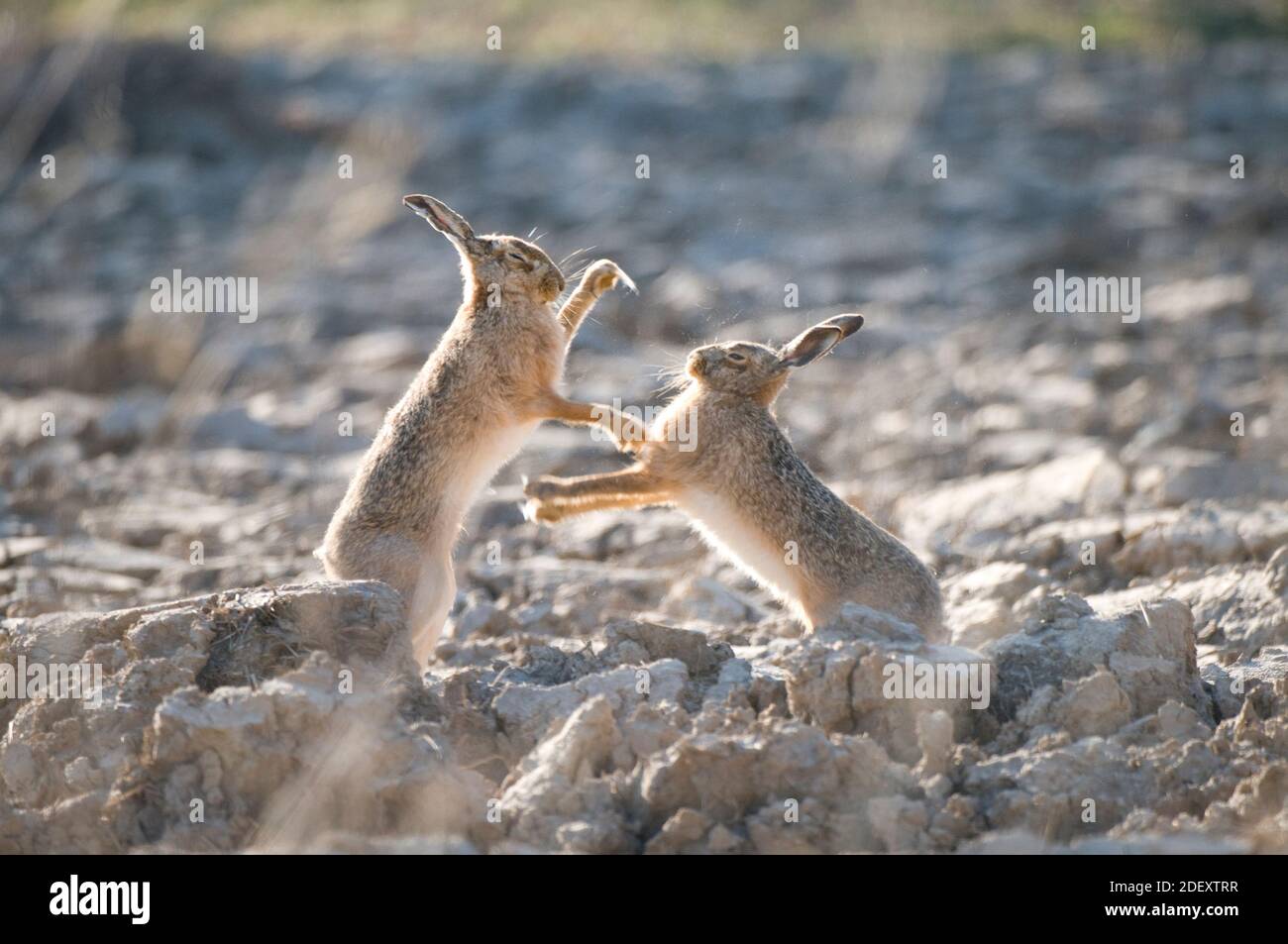Hares form hi-res stock photography and images - Alamy