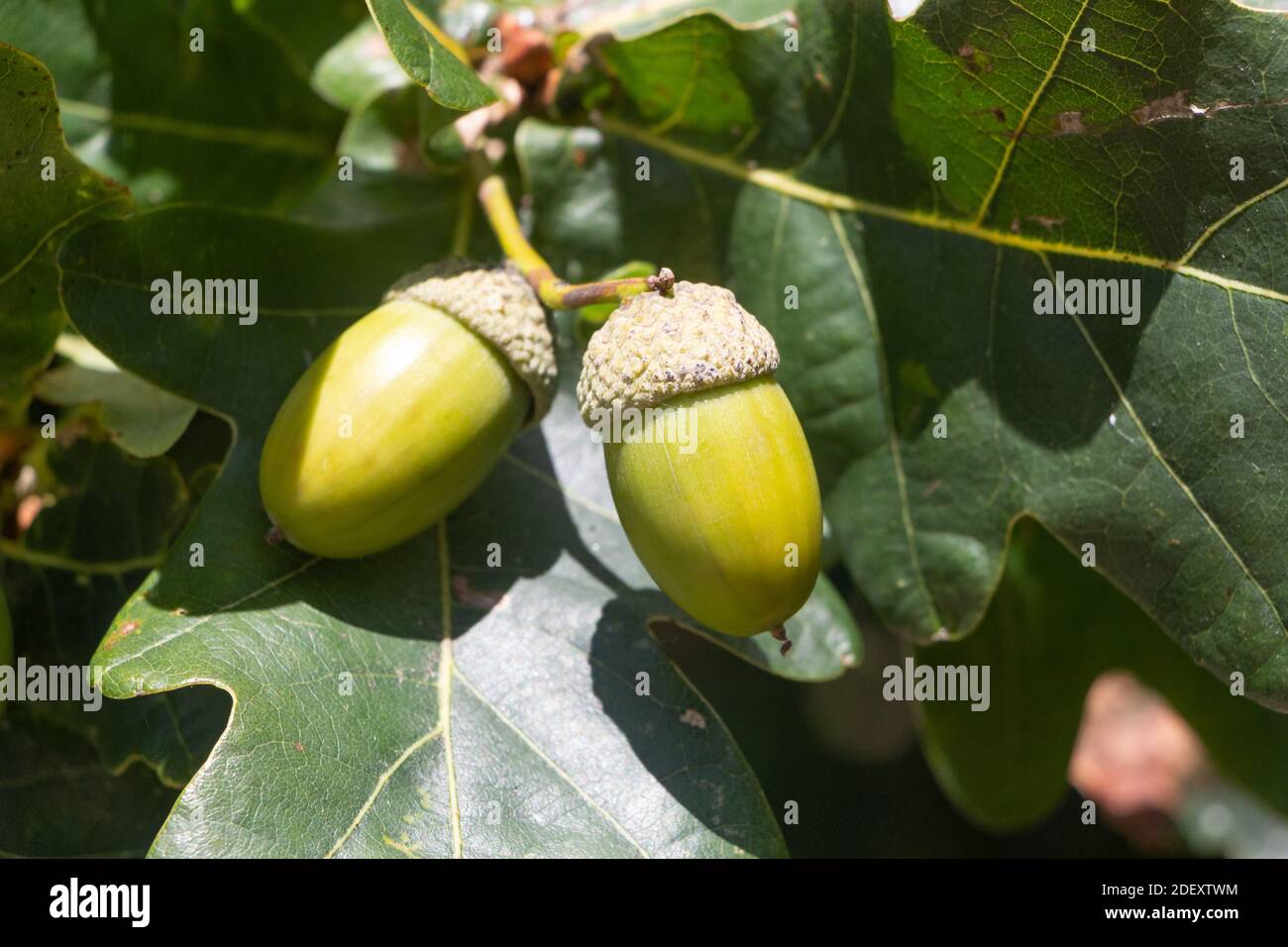 Acorn oak tree hi-res stock photography and images - Alamy