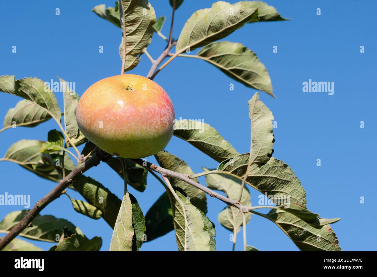 Serbian culinary apple 'Budimka'. Malus domestica 'Budimka' Stock Photo ...