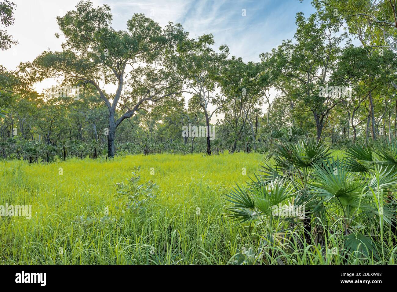 Tropical vegetation in the forests of the Northern territory of ...