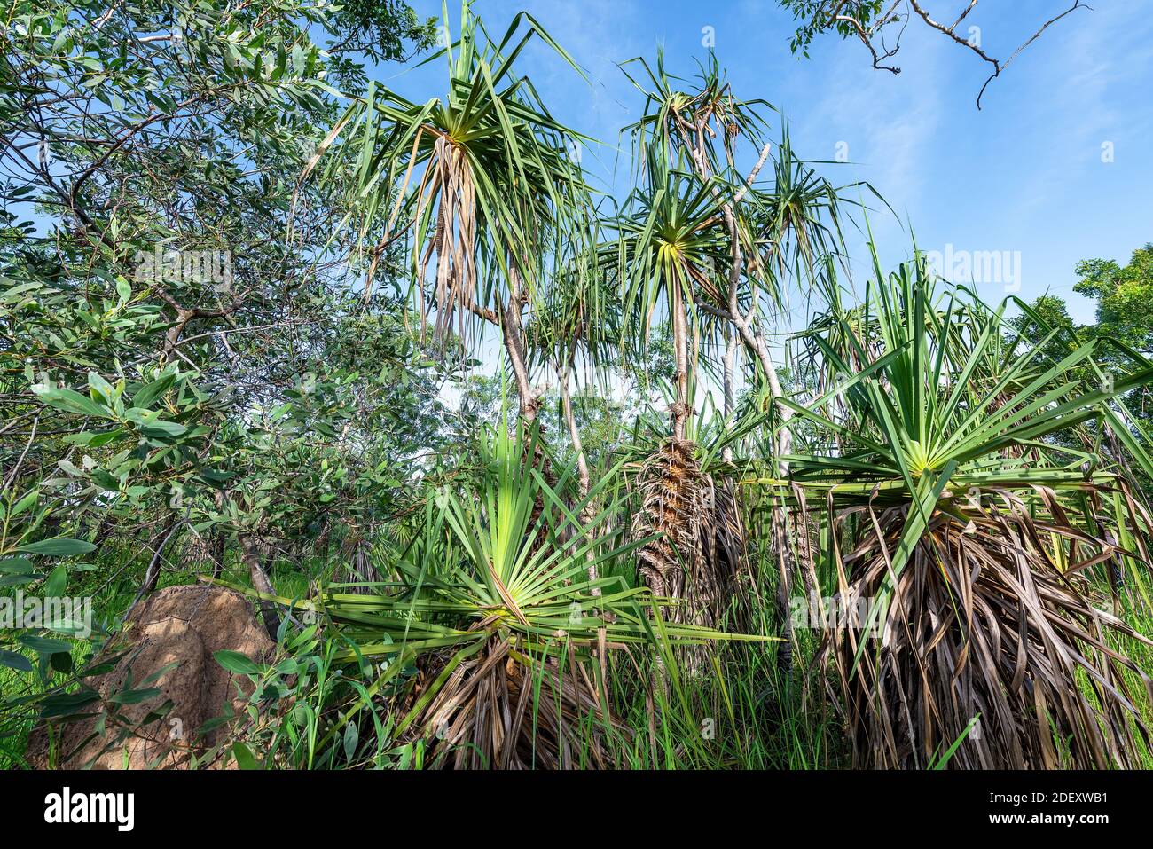 Lush green vegetation tree hi-res stock photography and images - Alamy