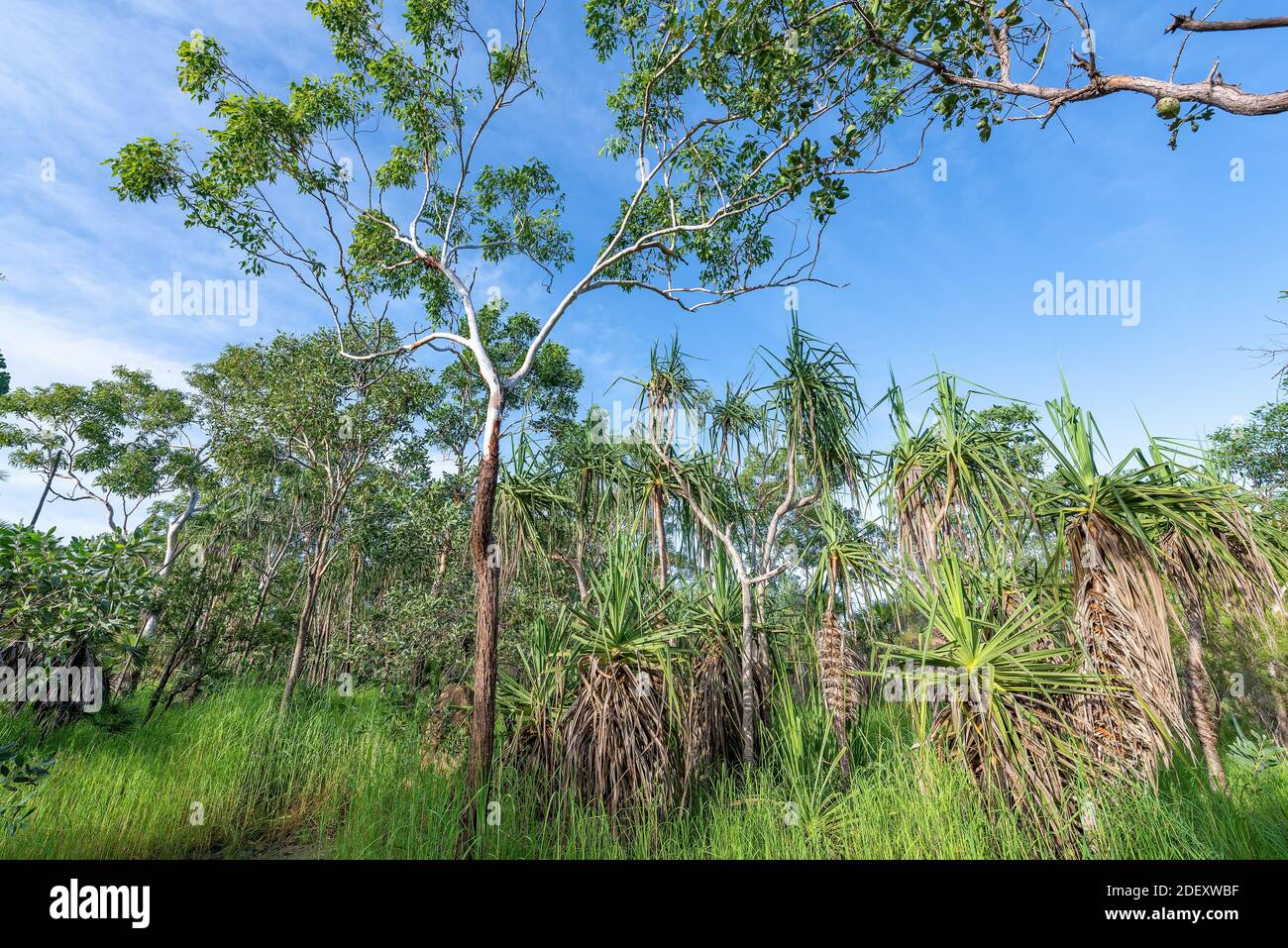 Tropical vegetation in the forests of the Northern territory of ...