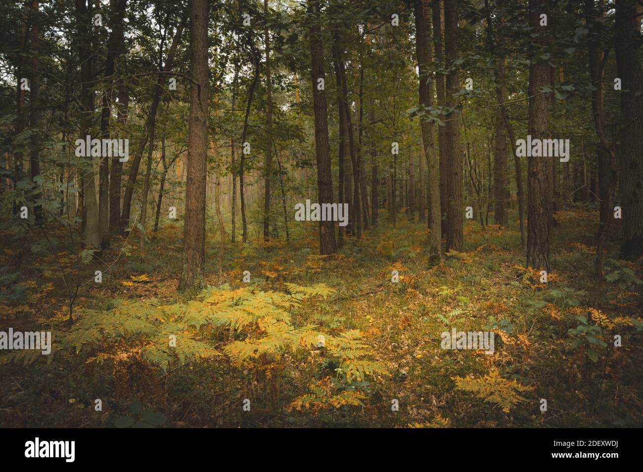 Scary and gloomy dark deciduous forest with ferns, summer view Stock ...