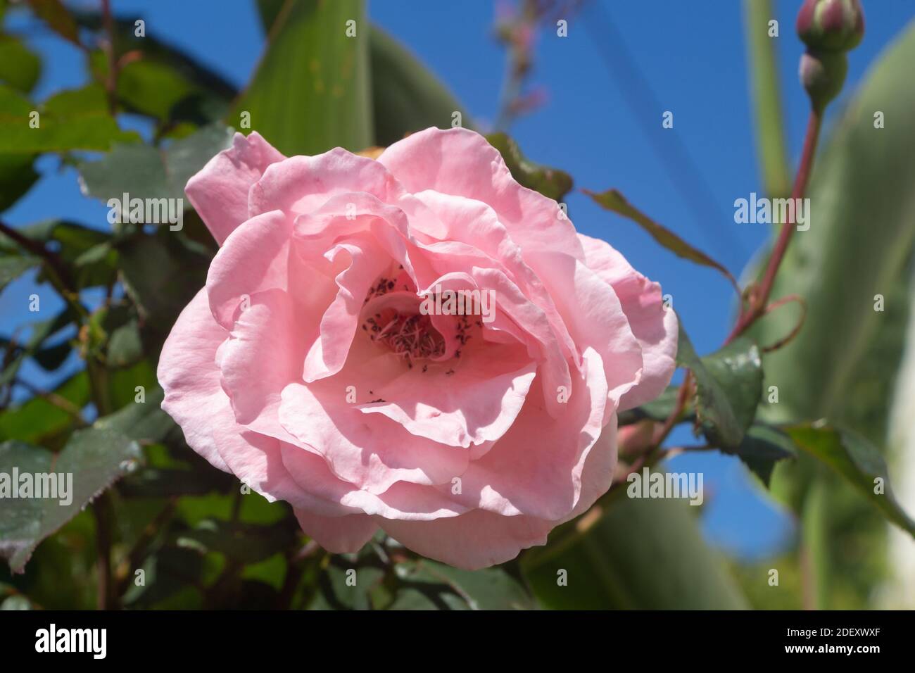 Pink rose in a garden during summer Stock Photo - Alamy