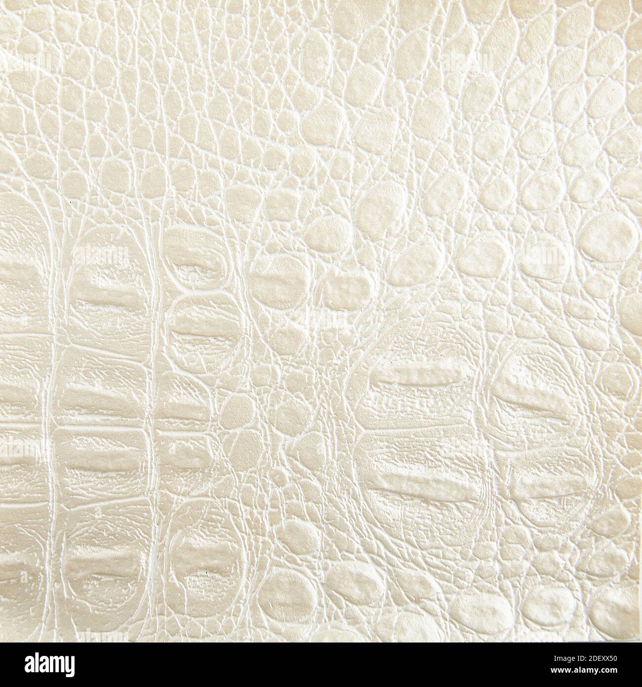 Premium ivory crocodile leather texture background for decor Stock ...