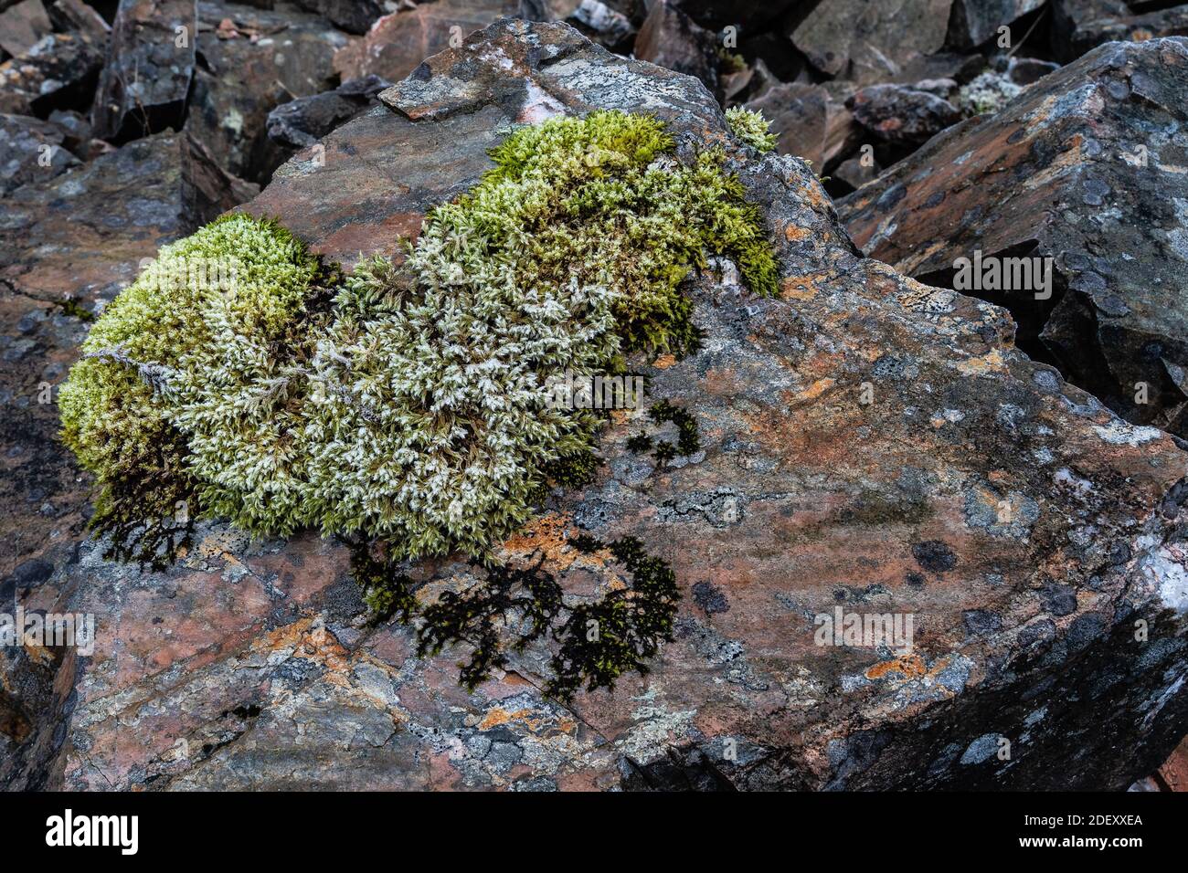 frost, moss and lichen on a rock, rannoch moor, scotland Stock Photo ...