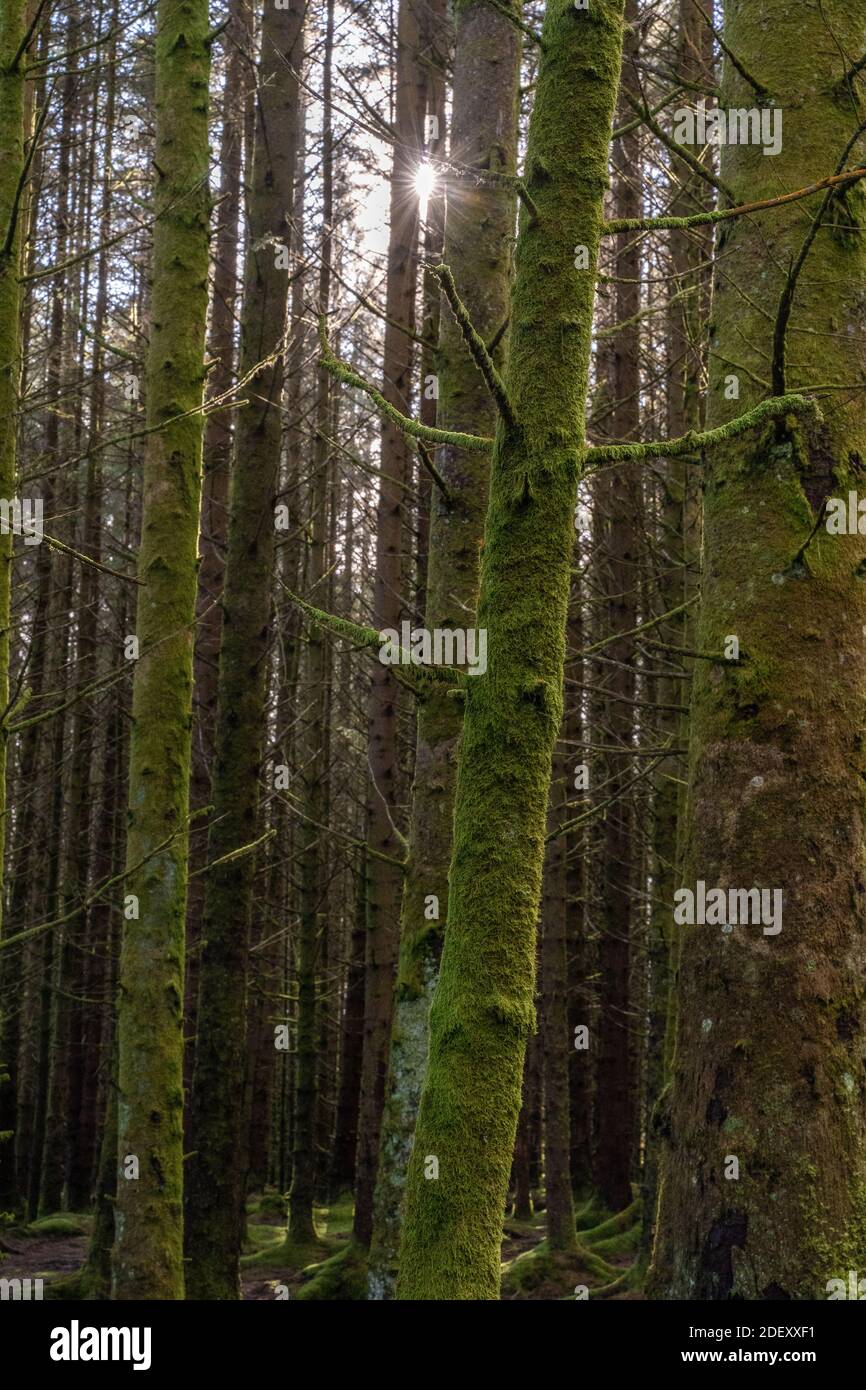 glimpse of the diffracted sun through the trees in a dark conifer ...