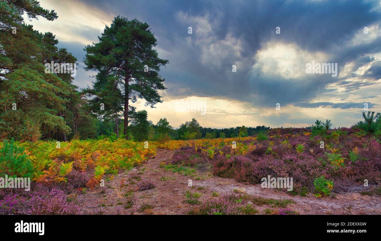 Map of midhurst hi-res stock photography and images - Alamy